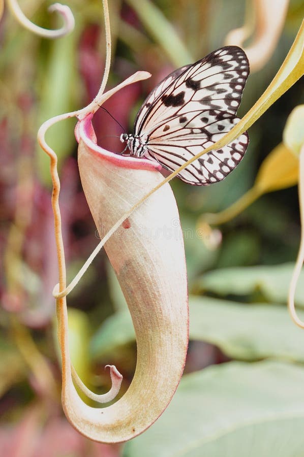 Large Tree Nymph Butterfly,aka Idea Leuconoe. Stock Photo - Image of ...