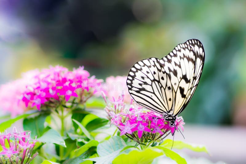 Large Tree Nymph Butterfly on a Flower Blossom Stock Photo - Image of ...