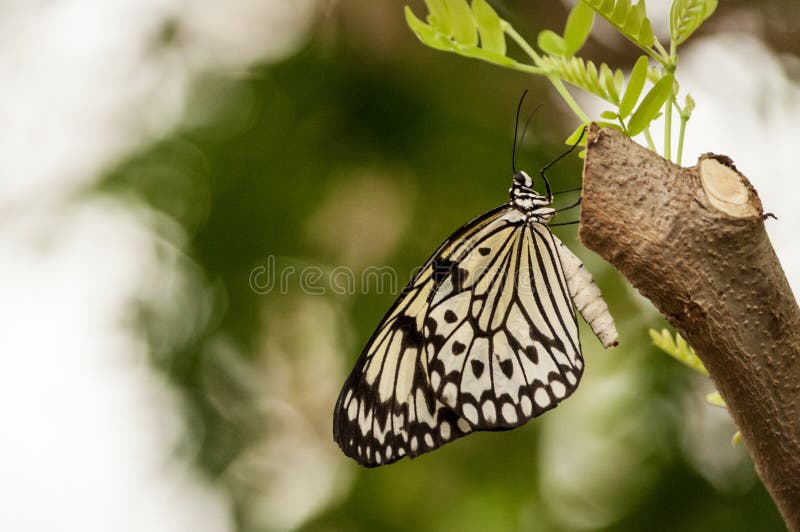 A Large Tree Nymph Butterfly Stock Photo - Image of nymph, nature ...
