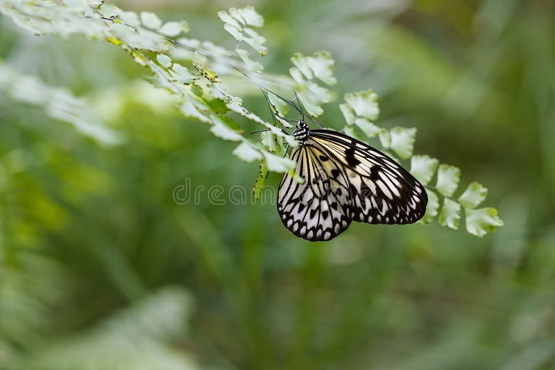 Large Tree Nymph Butterfly on the Leaf of a Fern Stock Image - Image of ...