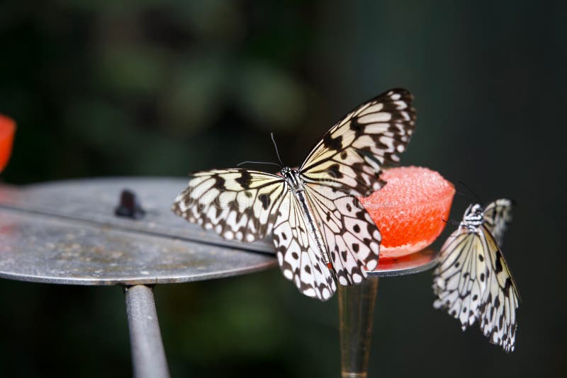 Large Tree Nymph on a Metal Surface Against a Blurred Background Stock ...