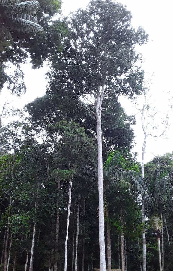 Equatorial garden stock photo. Image of figueiredo, rainforestnmanaus ...