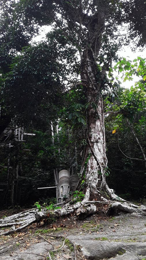 Equatorial garden stock photo. Image of shape, lungs - 176478464