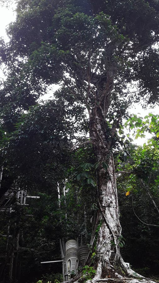 Equatorial garden stock image. Image of shape, amazon - 176478663