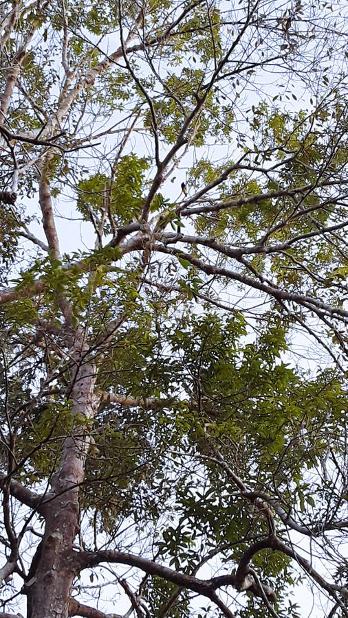 Equatorial garden stock image. Image of amazonas, bush - 175949335
