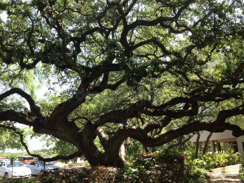 Large tree stock photo. Image of reaching, spreading - 30843096