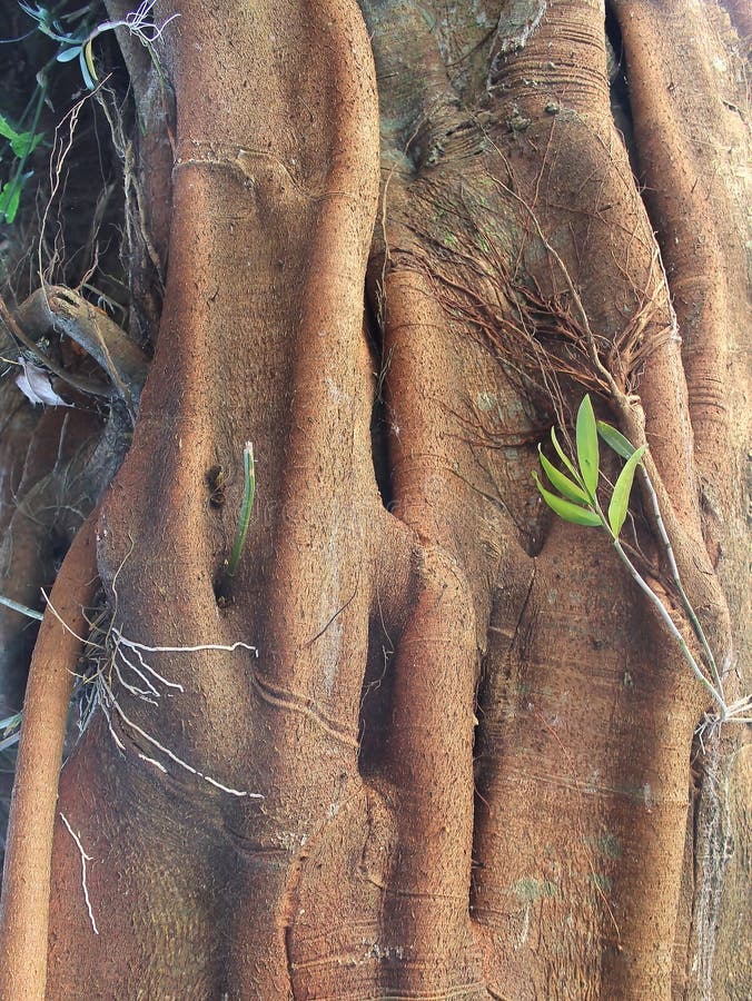 Large Tree with Orchids and Sticky Roots in Rainforest Stock Photo ...