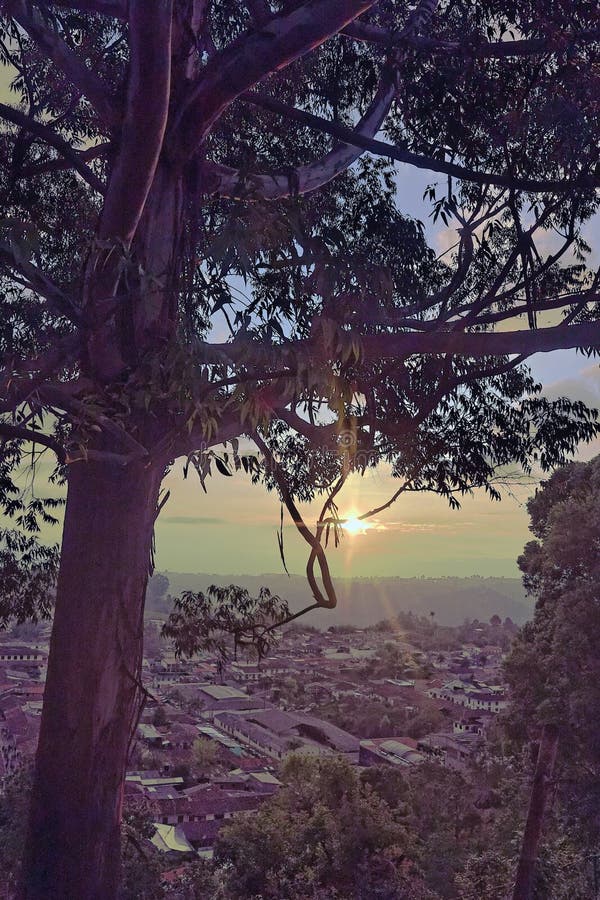 Large Tree Over Several Houses and Buildings during a Sunset Stock ...