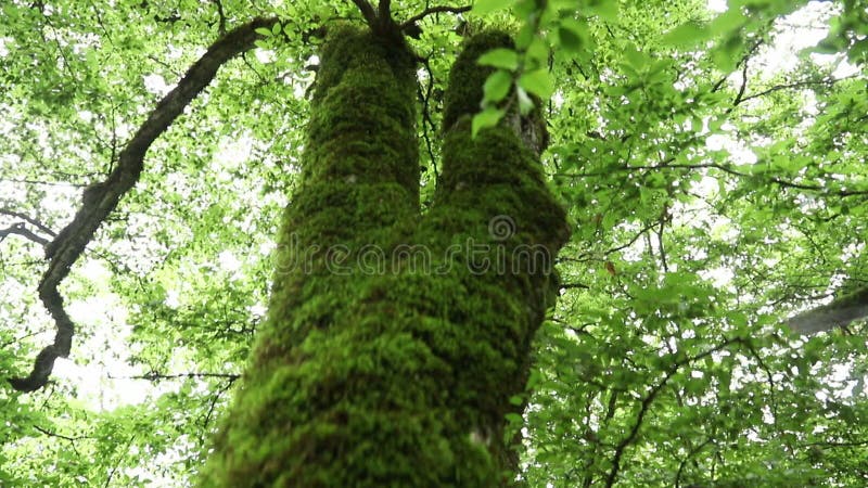 Moss trees in the forest stock footage. Video of large - 210854678