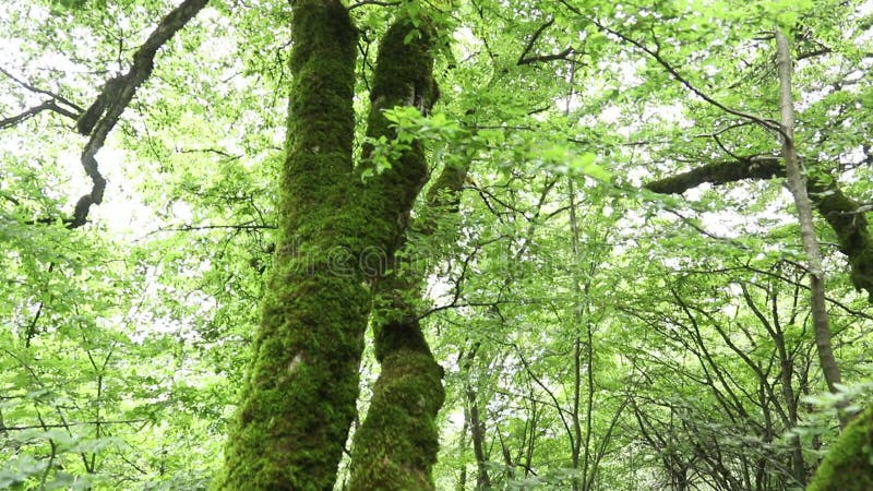 Moss trees in the forest stock video. Video of park - 210854727