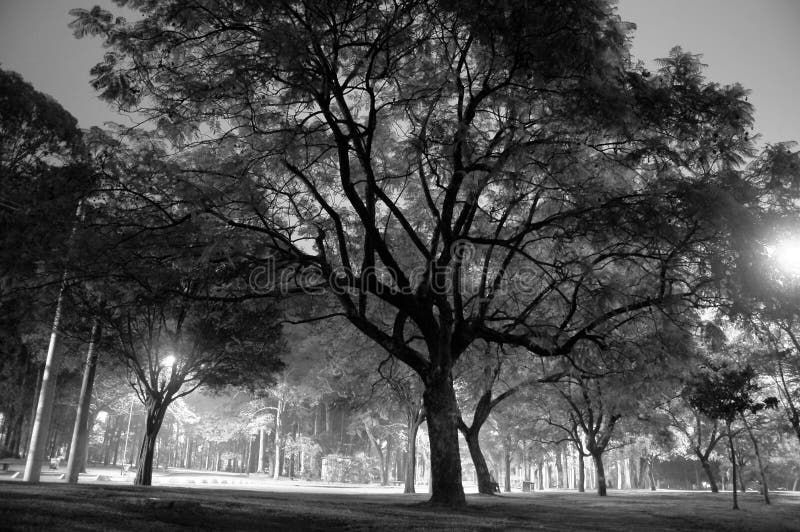 Large Tree in Park-Black and White-Horizontal Stock Photo - Image of ...
