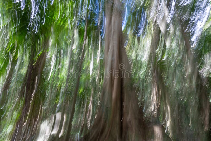 Large Tree in Queensland Rainforest Surrounded by Slimmer Varieties in ...