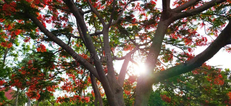 A Large Tree with Red Flowers in the Forest. Stock Image - Image of ...