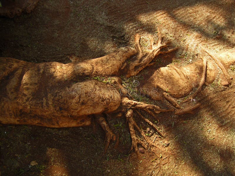 LARGE TREE ROOT ABOVE GROUND SURFACE Stock Image - Image of colour ...
