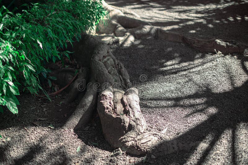Large Tree Root is Lying on the Ground Stock Image - Image of leaf ...