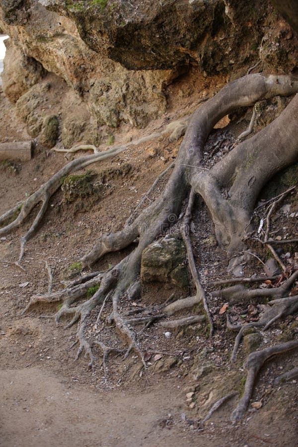 A Large Tree Root in the Shape of an Octopus Stock Photo - Image of ...
