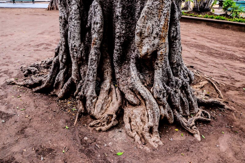 A Large Tree Root is Sticking Out of the Ground Stock Photo - Image of ...