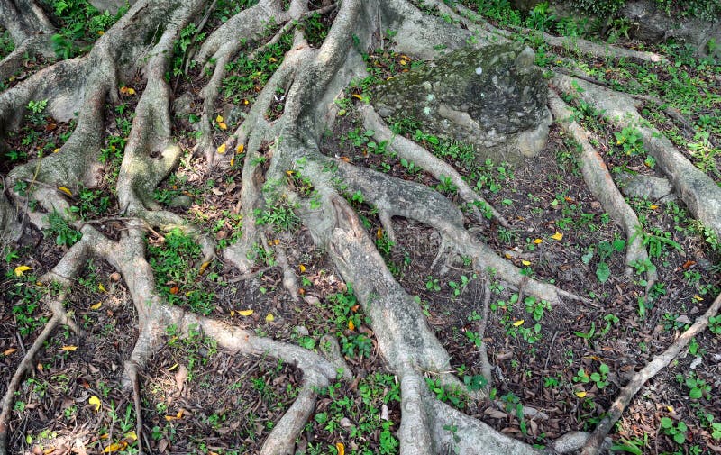 Tree Root Texture Stock Photos - Download 10,349 Royalty Free Photos