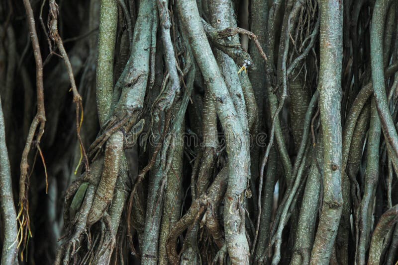 Thick Trunk and Drooping Roots at Fort Galle Sri Lanka Stock Image ...