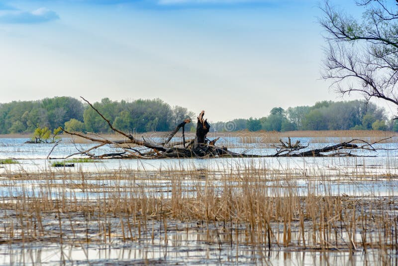 A Large Tree Root in Water. Stock Image - Image of green, intricate ...