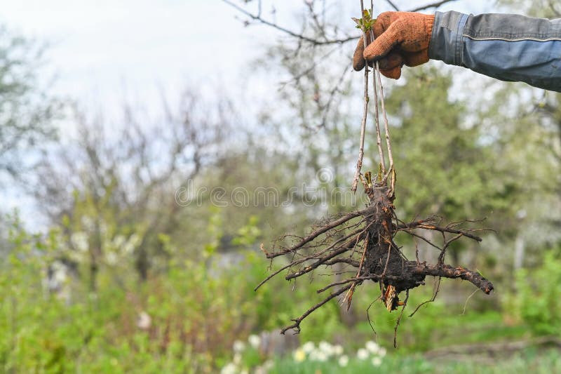 Large Tree Root Your Hand Stock Photos - Free & Royalty-Free Stock ...