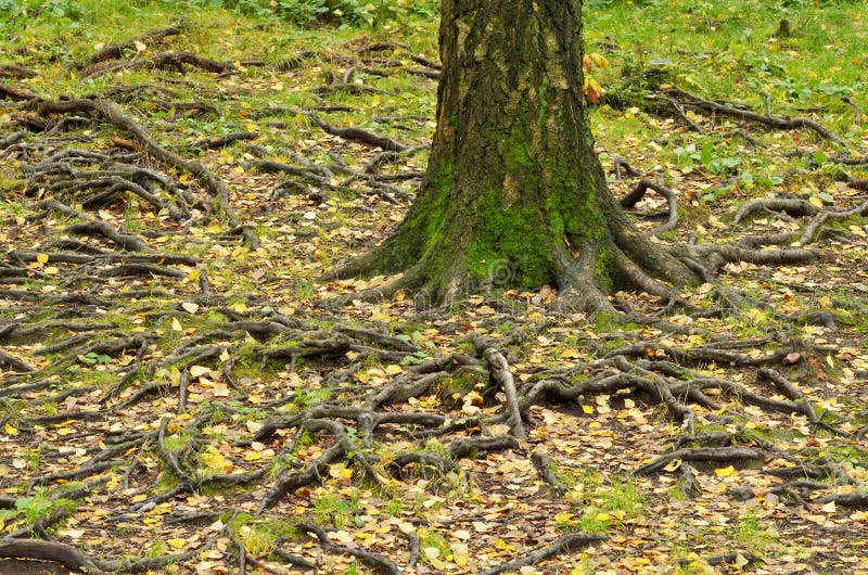 Large tree roots. stock photo. Image of autumn, large - 100241742