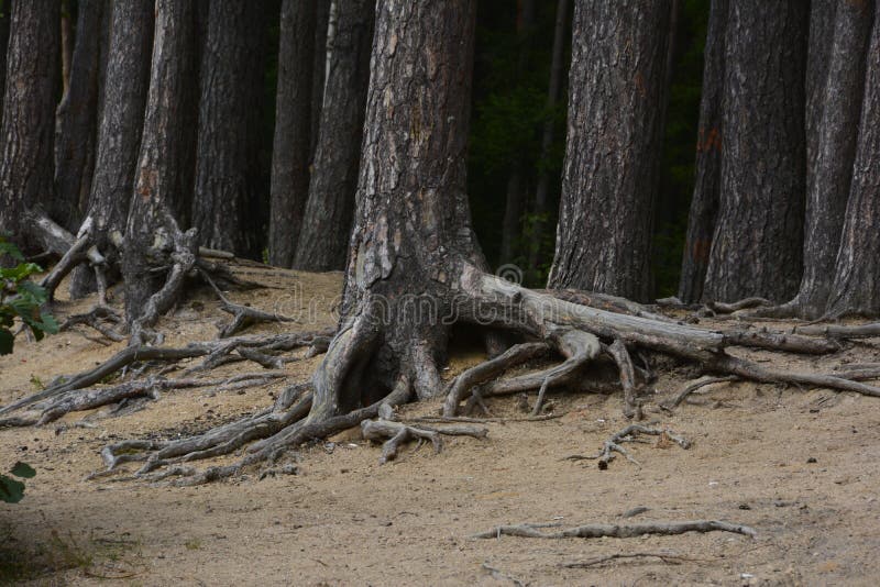 Large tree roots stock image. Image of autumn, wood - 231626583