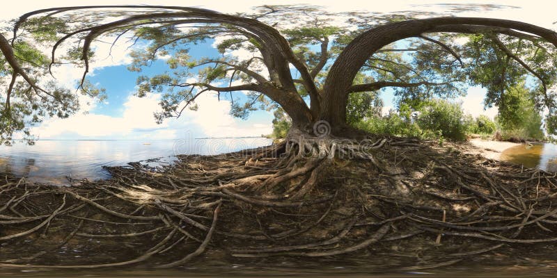 Large tree with roots stock photo. Image of growth, colorful - 74259822