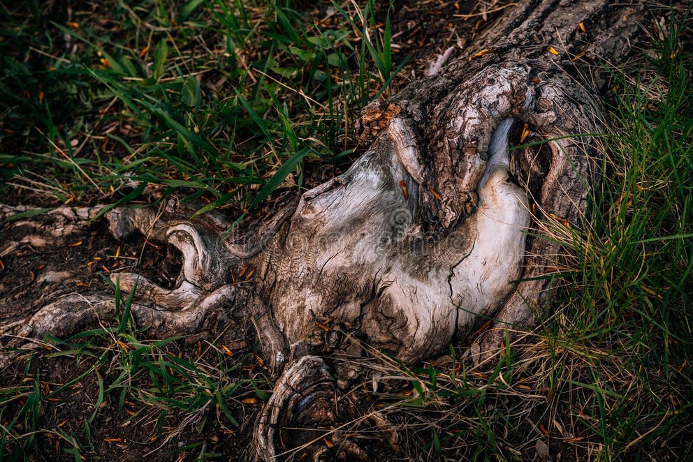 Large Tree Roots in the Grass Stock Image - Image of stem, outdoor ...