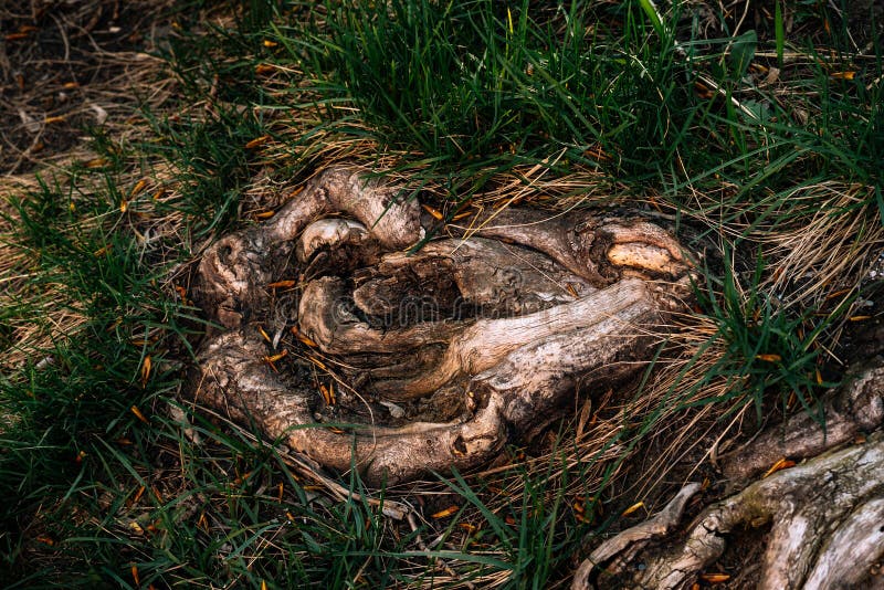 Large Tree Roots in the Grass Stock Photo - Image of natural, green ...