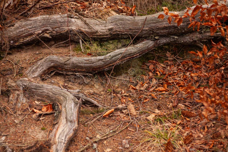 Large Tree Roots on the Ground Stock Image - Image of background, roots ...