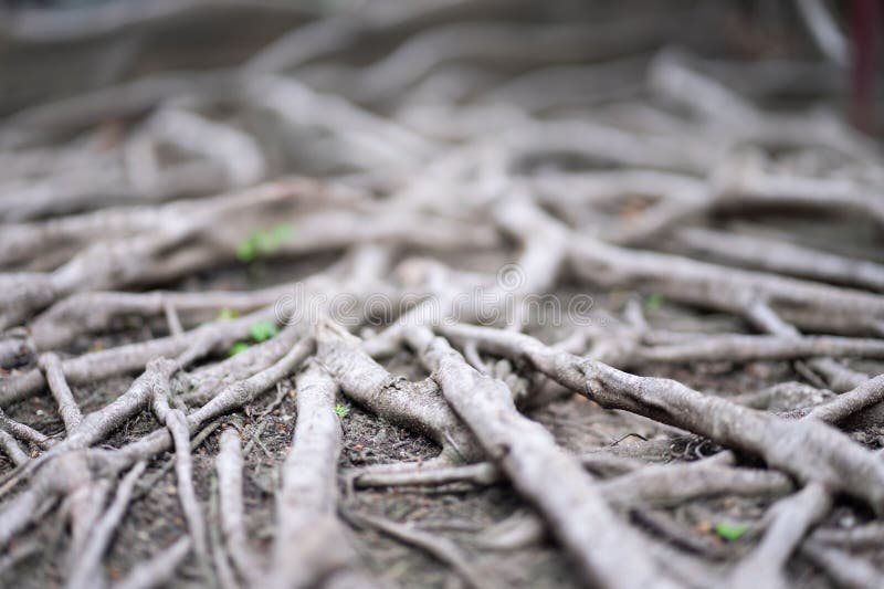 Large Tree Roots on the Ground Focus on a Specific Spot, the Background ...