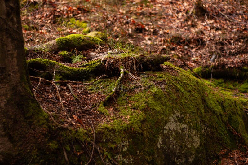 Large Tree Roots on the Ground Stock Image - Image of nature, ancient ...