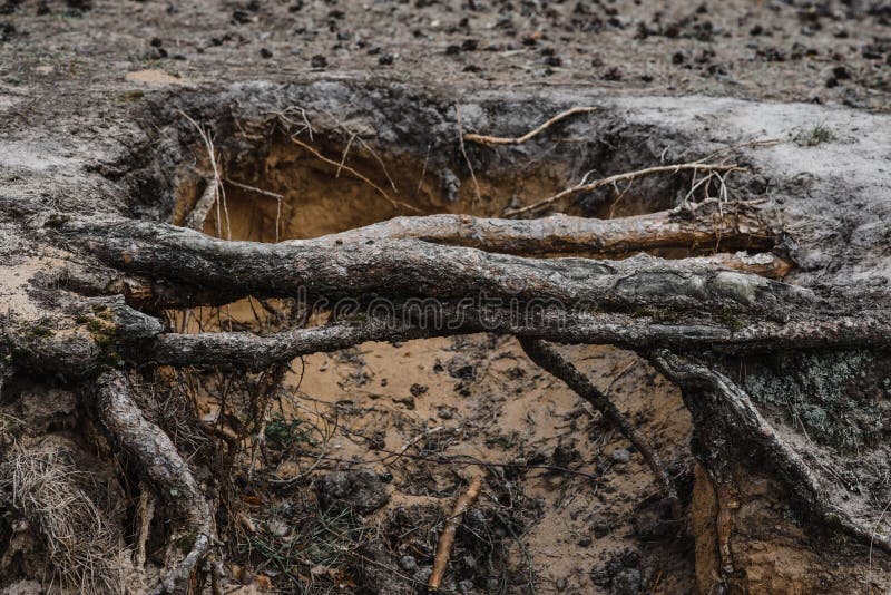 .large Tree Roots Grow on Top of the Ground Stock Photo - Image of ...
