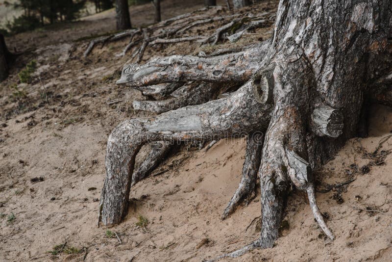 .large Tree Roots Grow on Top of the Ground Stock Image - Image of ...