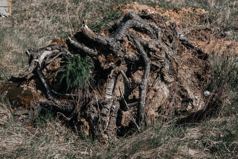 .large Tree Roots Grow on Top of the Ground Stock Image - Image of park ...