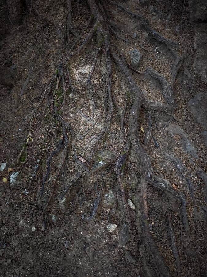 Large Tree Roots Growing Above Ground in Chamonix Forest Stock Photo ...