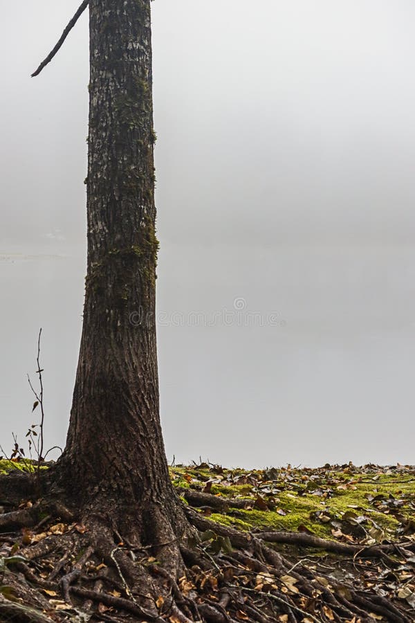 Large Tree Roots Growing Down into the Ground Stock Image - Image of ...