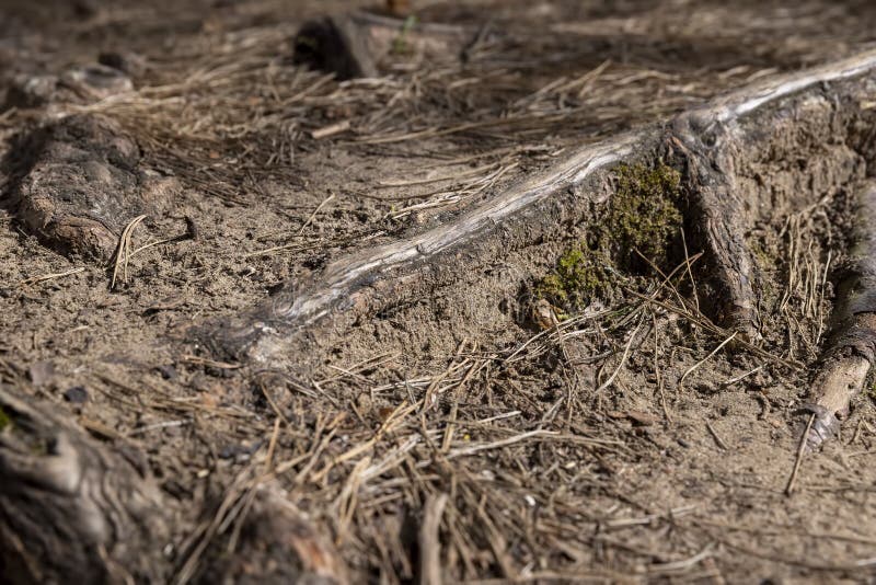 Large Tree Roots that Have Come To the Surface Stock Photo - Image of ...
