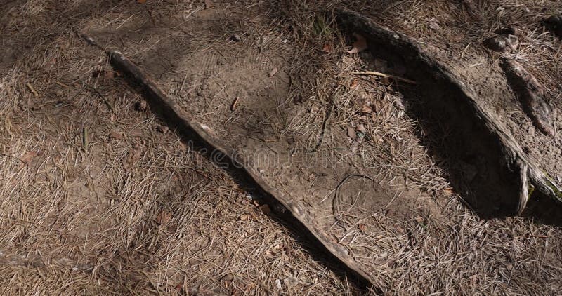 Large Tree Roots that Have Come To the Surface Stock Video - Video of ...
