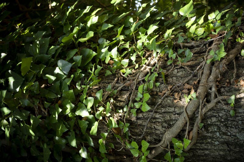 Large Tree Roots, Huge Rough Tree Rhizome Stock Photo - Image of ...