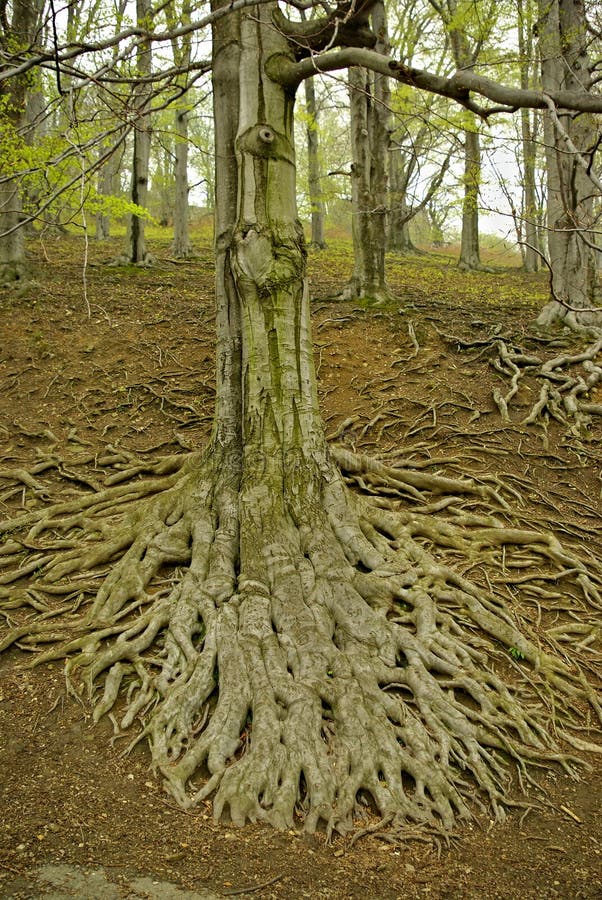 Large Tree Roots II Picture. Image: 13773784
