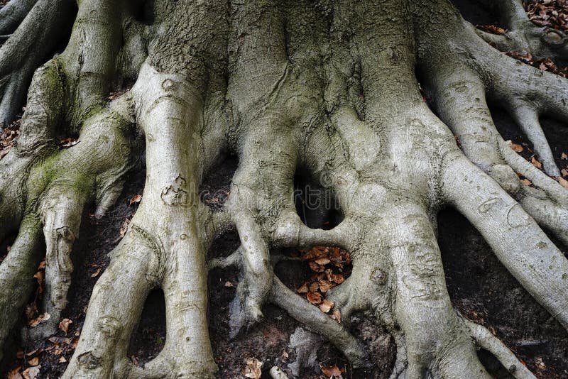 Large tree roots stock image. Image of carving, earth - 272925059