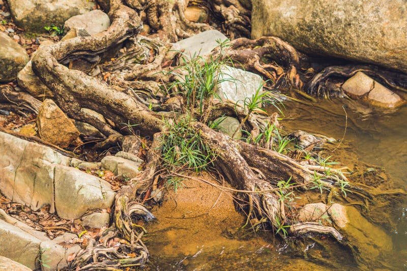 Large Tree Roots and Largest Stones in Tropical Forest Near River Stock ...
