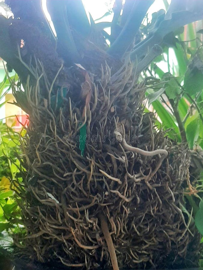 Large Tree Roots from Leaves Wave of Love Stock Photo - Image of leaves ...