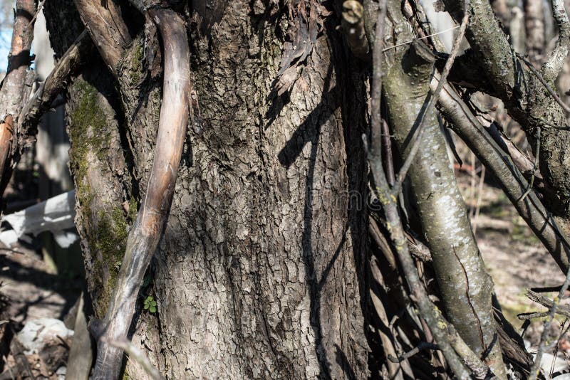 A Large Tree with Roots and Long Branches. Stock Photo - Image of pine ...