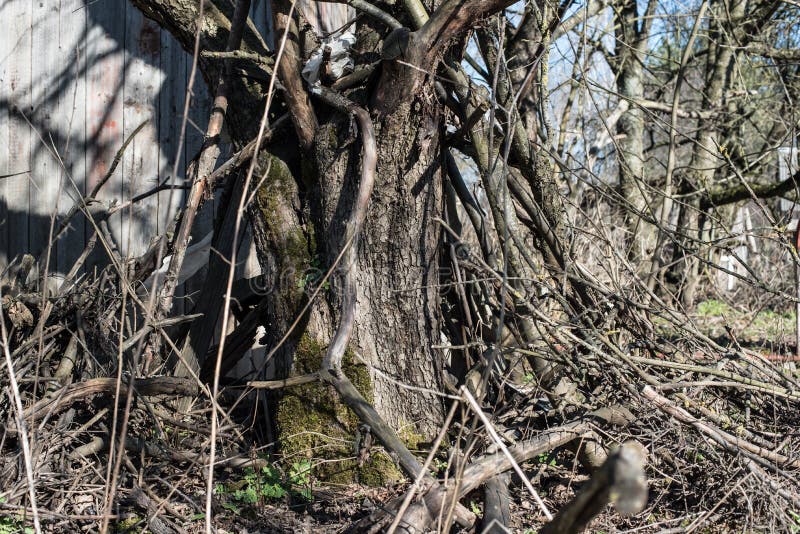 A Large Tree with Roots and Long Branches. Stock Image - Image of trunk ...