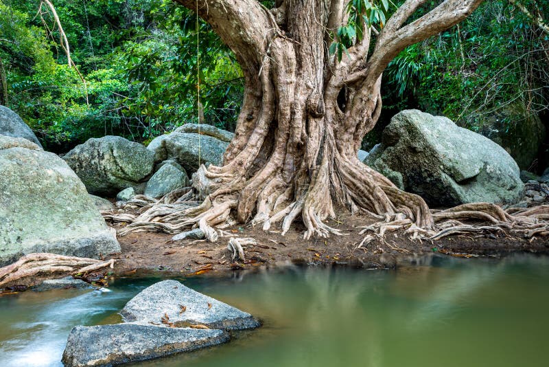 Large Tree Roots Near the River Stock Photo - Image of beautiful ...