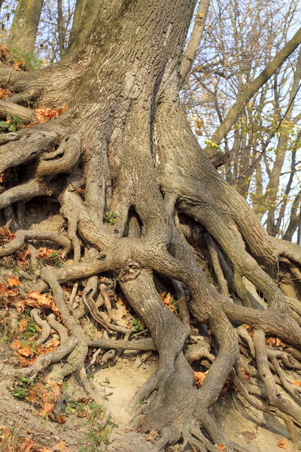 Large Tree Roots in the Park Stock Photo - Image of abstract, people ...