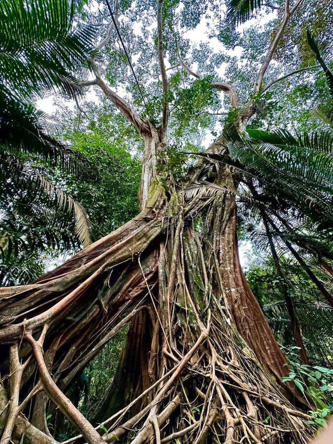 A Large Tree with Roots Reaching High Up Stock Photo - Image of forest ...